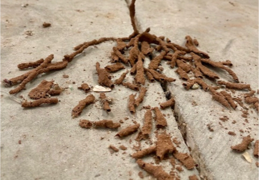 Termite Treatment Services Odessa, TX | Free Estimates